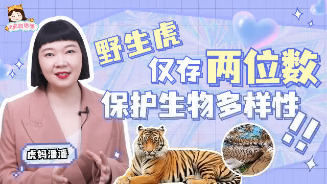 全球野生虎仅剩不到4000只,"百兽之王"为何濒临灭绝