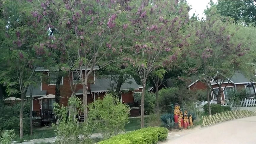 67老太带大家看森林小木屋