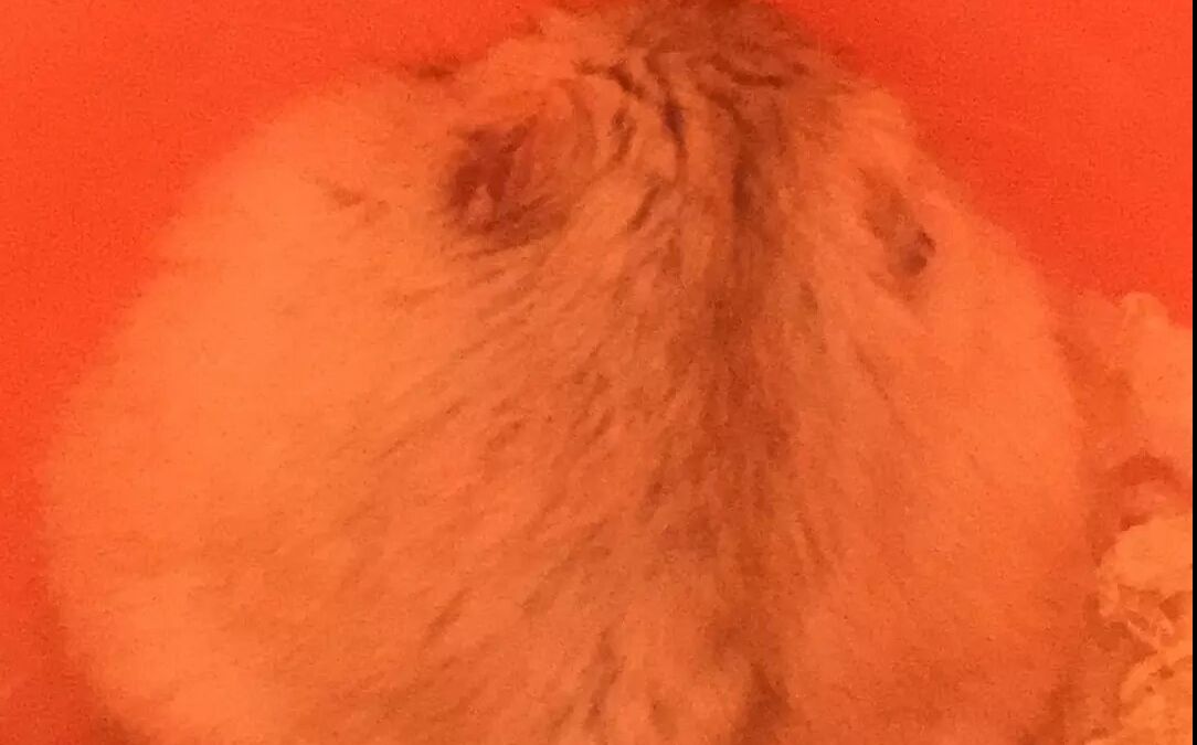 仓鼠莫凡观察日记1.0