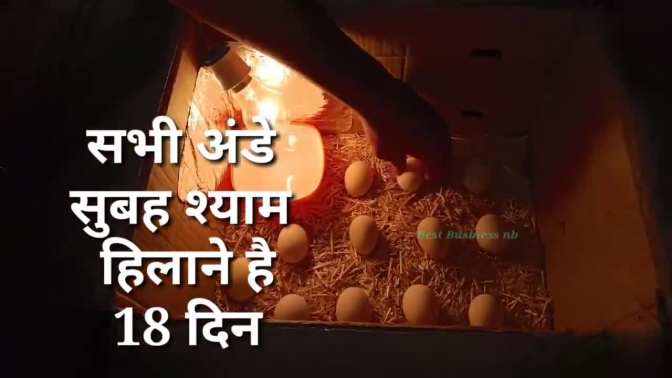 想养小鸡,可以自己用纸箱制作一个孵化器,孵出后好有成就感啊