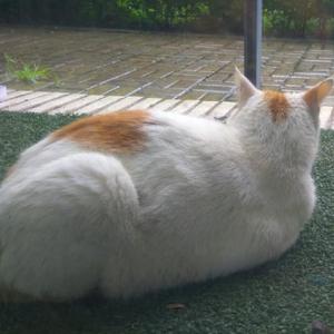 贾斯汀曉松 