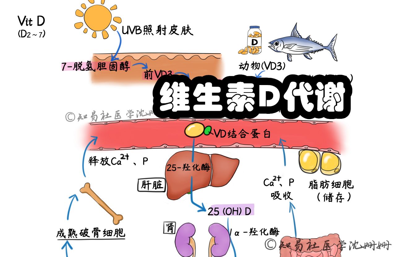医学带背 3分钟掌握 维生素D代谢