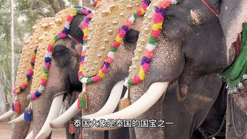 泰国的大象你有了解过吗?