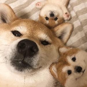 加号诶 