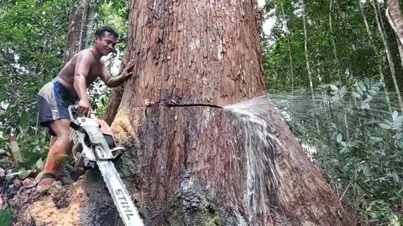 用油锯砍伐树木,结果喷出来这么多水,真是太神奇了!