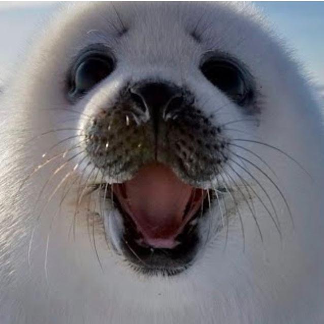 海豹突击队张工 