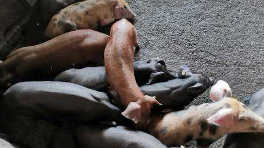 养猪人一定要知道的这个表格,如果连这个都不知道,就不合格了