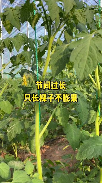 番茄这样管理可以防止徒长