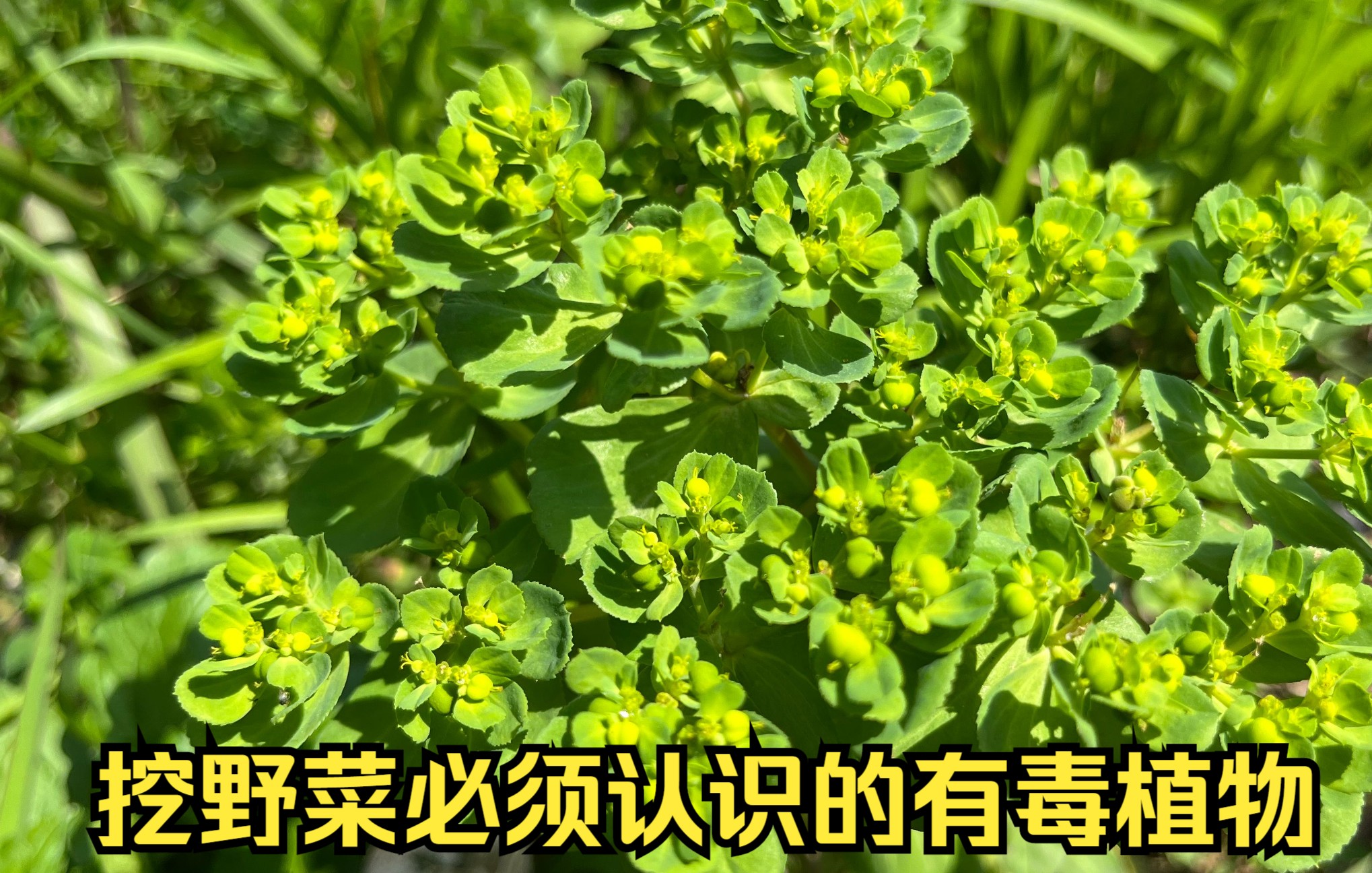 挖野菜必须认识的有毒植物,幼苗容易混淆马齿苋,泽漆