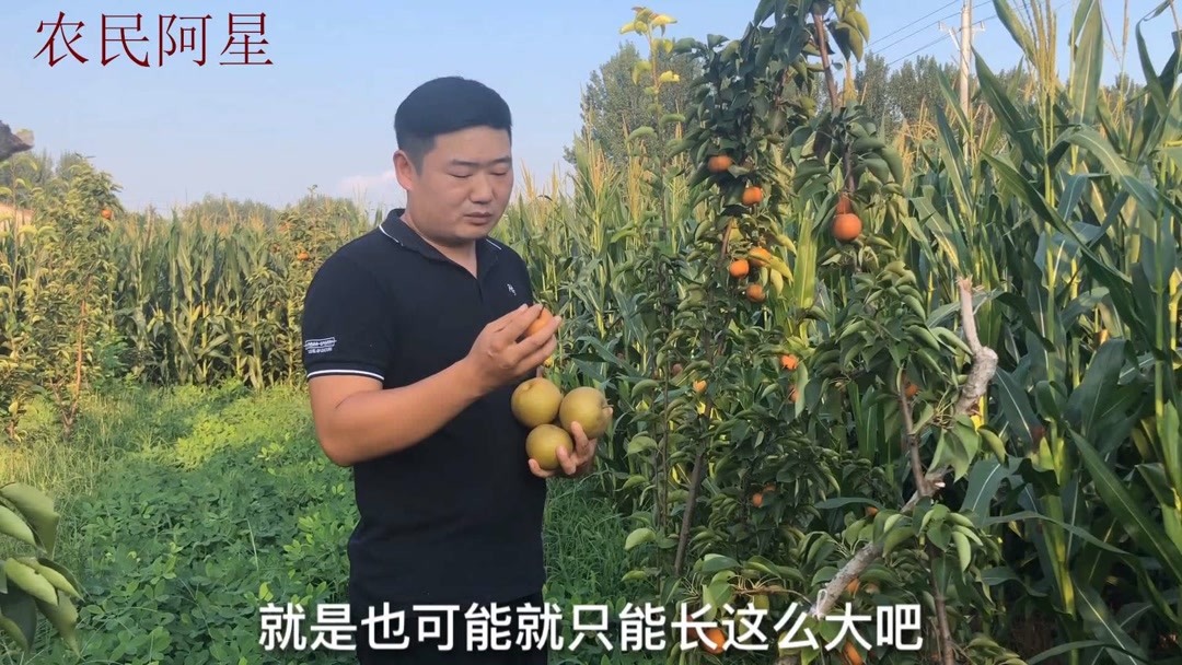 今天带大家回老家摘梨,看种的都是什么梨,听阿星给你讲梨的功效