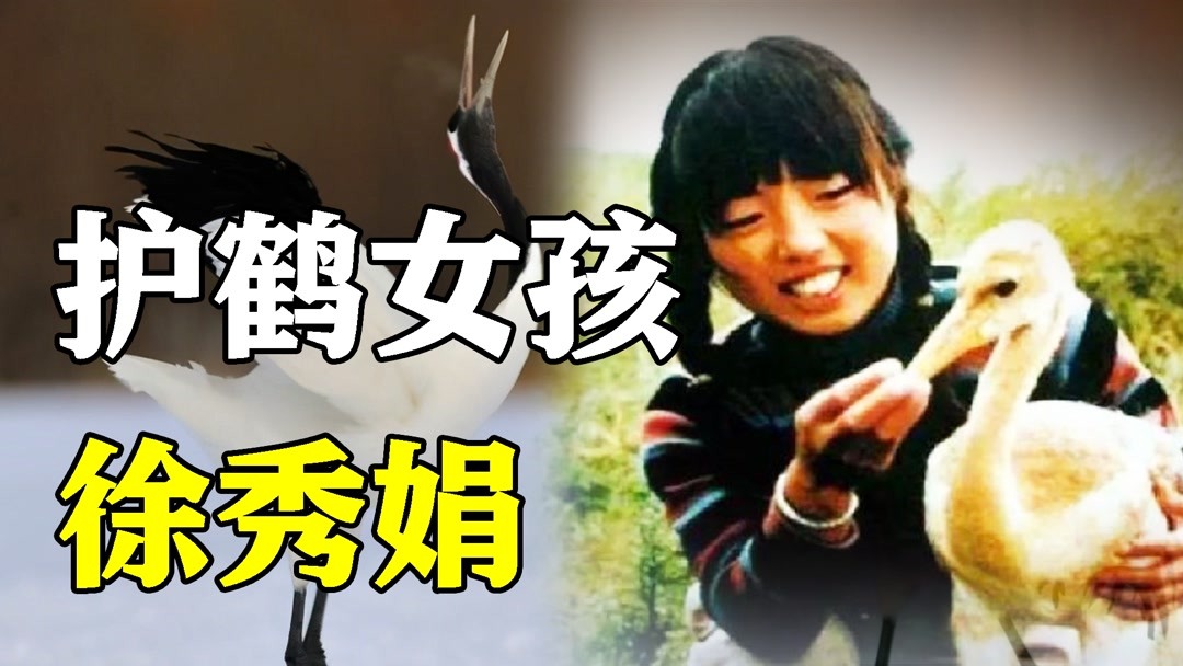 护鹤女孩徐秀娟,一家3代用生命守护丹顶鹤45年,一个真实的故事