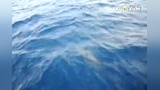 大海里的海豚(马尔代夫) 视频