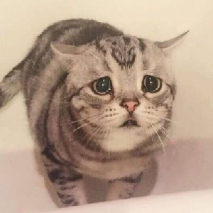 辰儿十七 
