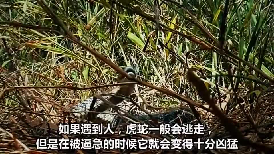 世界十大最毒的毒蛇 碰到一种都小命不保