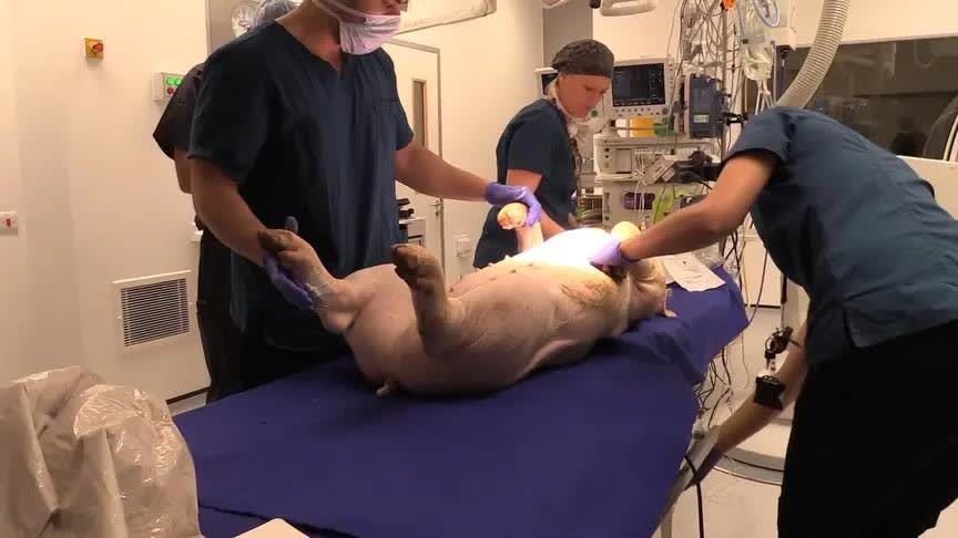 动物器官可以移植给人类,但却是猪的器官,这预兆了什么?