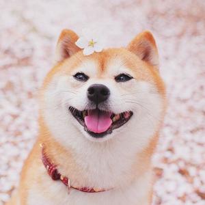 师兄养宠物 