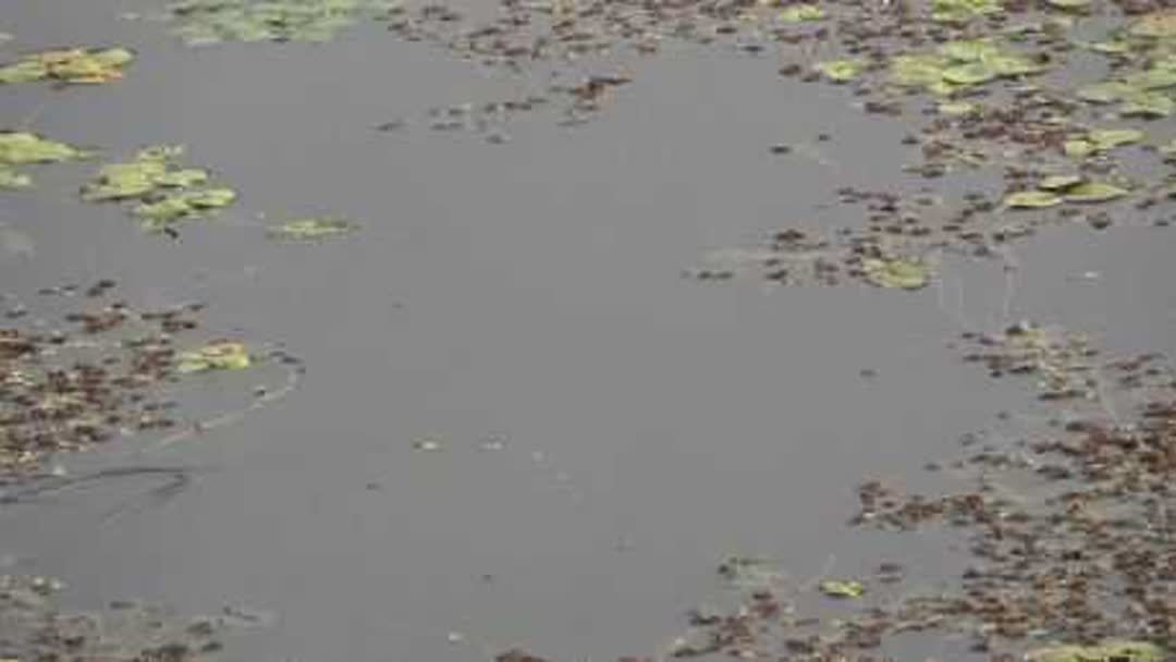 宽度不足20米的小河沟,水深仅有30-40公分,野生鲫鱼连杆