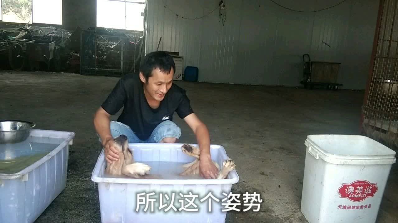 小伙巧用独特方法给狗洗浴,狗狗舒服的都不想起来了