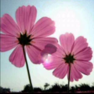 春暖花开的美好生活 