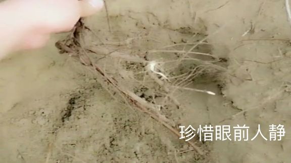 如何能保证栽种的树木与果树每棵都能成活呢?一个小技巧就能解决