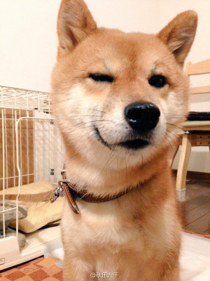 硅谷大街鸡腿子 