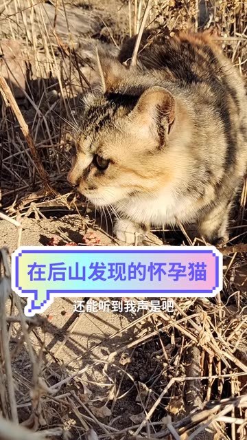 ...但是不怎么回院里,它觉得后山人少安全!希望安好!#给生活多一点微笑...