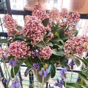 小敏家的阳台园艺 