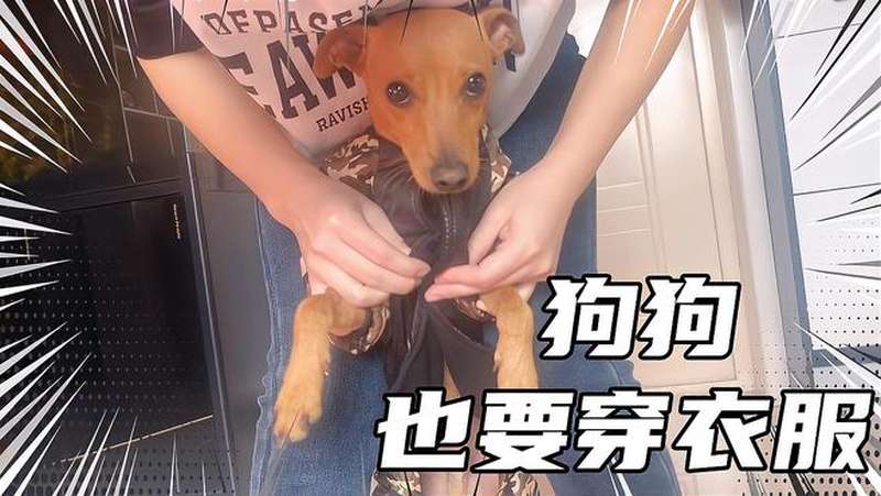 天冷了,你们家的狗狗穿衣服了吗?穿上衣服的修狗真像一位绅士!