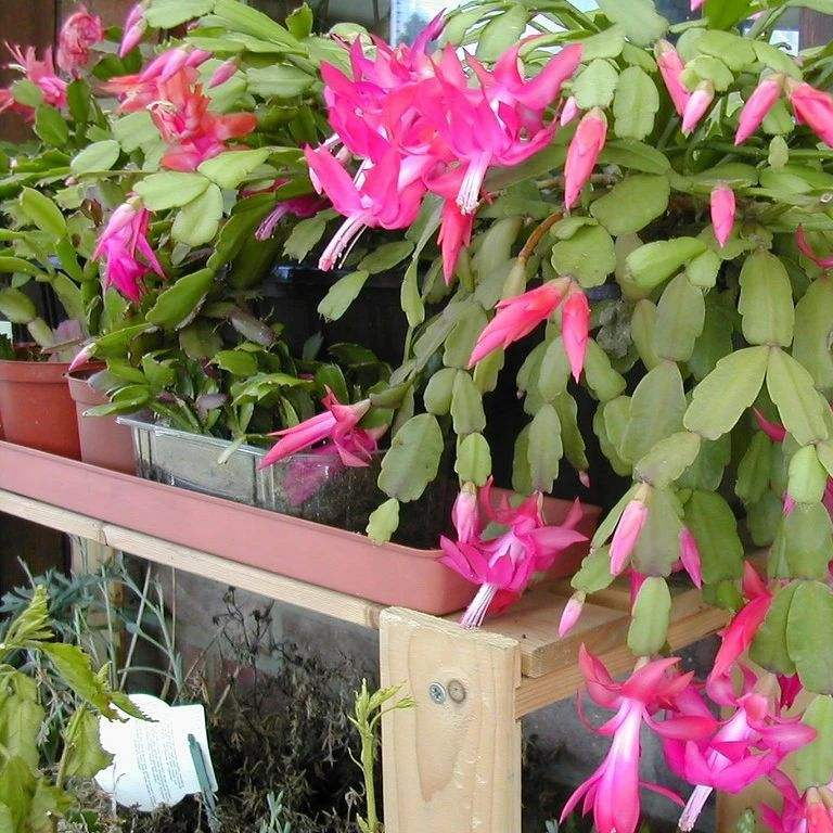 在那遥远的古代 