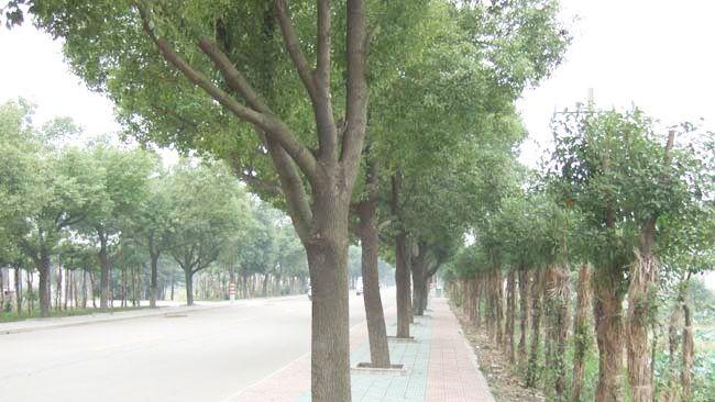 农村这种树木,散发着香气,很珍贵请不要砍伐!