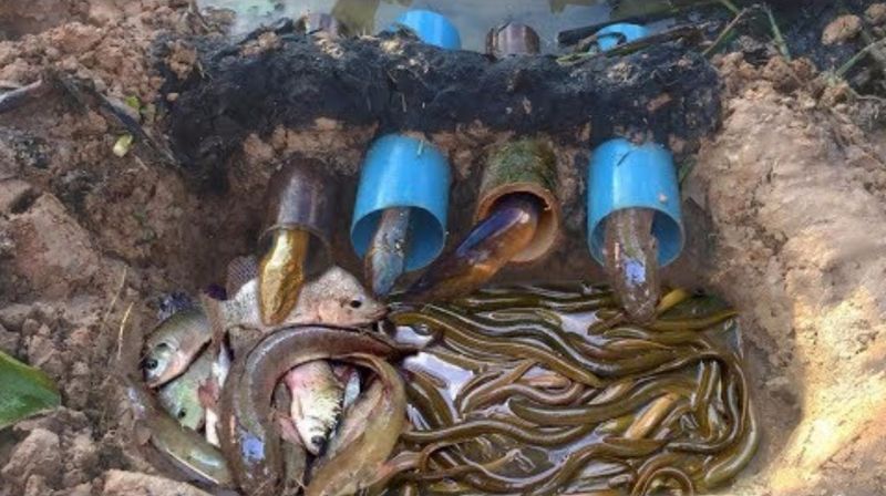 农村男子在水葫芦池塘边挖了一个坑,放上水管,引来这种鱼