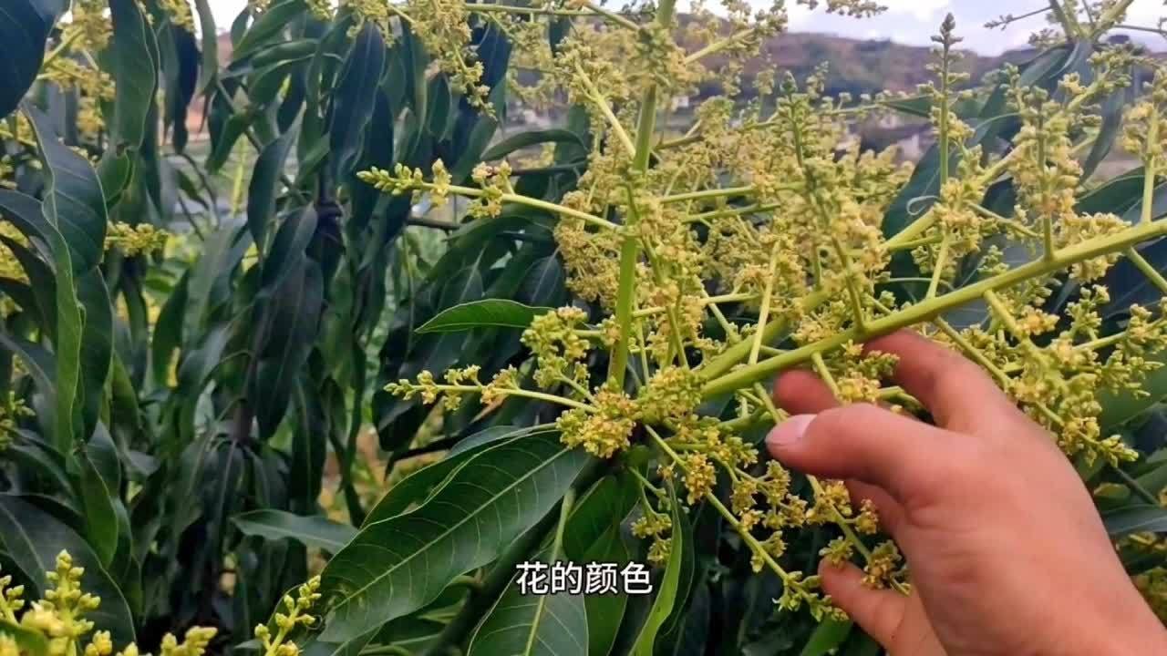 很多朋友吃过芒果不知道芒果花是什么样的?小志带你们认识一下
