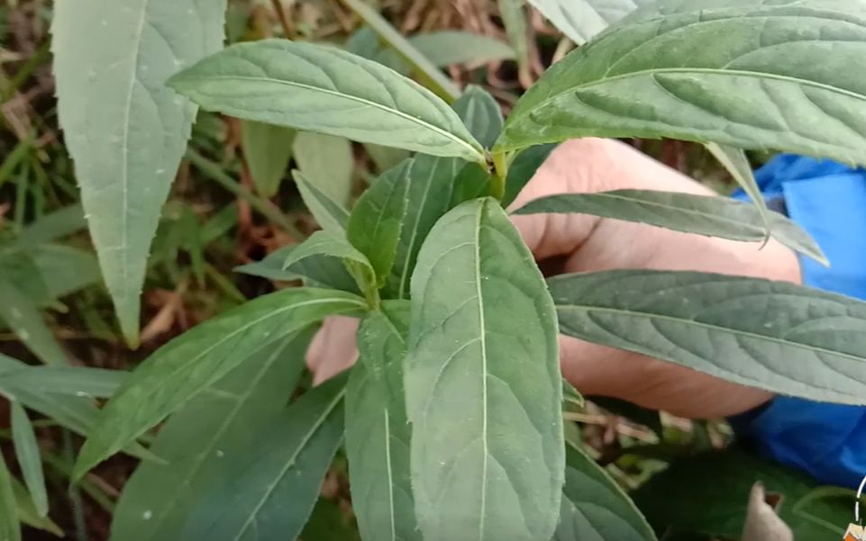 农村一种常见的植物,叶子超级的漂亮,它的这些好处你了解了吗?