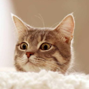 一生追忆的往事 