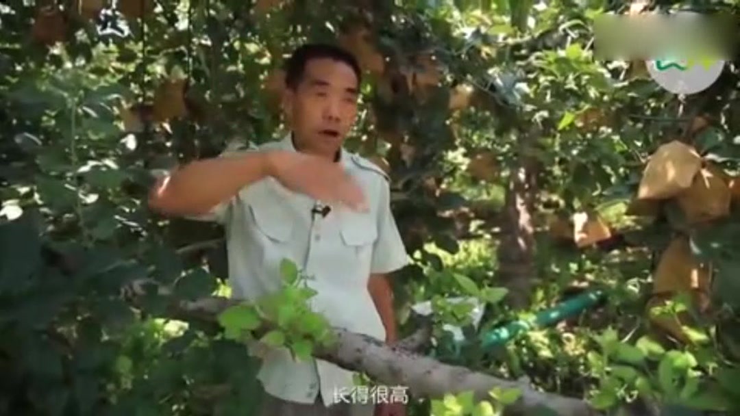 栽培技术|一个动作搞定果树背上枝,果园产量可以这样扭上来!
