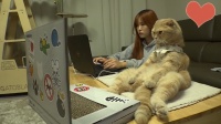 猫咪以为自己是人,常常做出的一些反常举动,把主人都吓到了