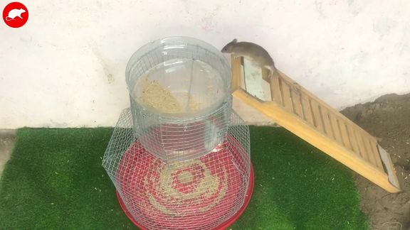 家中老鼠成灾,自制简单捕鼠器!老鼠看你还往哪里逃!
