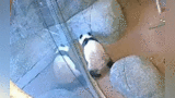 【美国】孟菲斯动物园熊猫瘦骨嶙峋 官方:属于老年并患有皮肤病