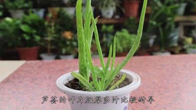 养芦荟,要谨记这几个"注意事项",养起来更省心