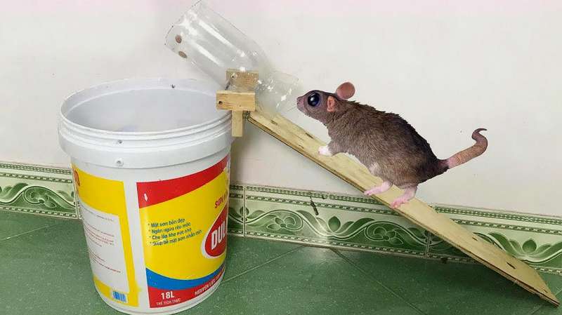 民间高手自制简单捕鼠器,能把老鼠气晕,刚上去就踩空了