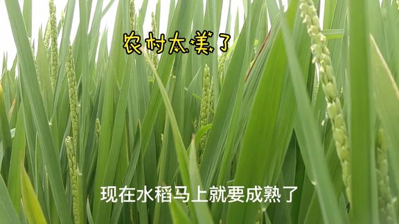 农村真好,水稻马上成熟了!一边工作一边看美景、…
