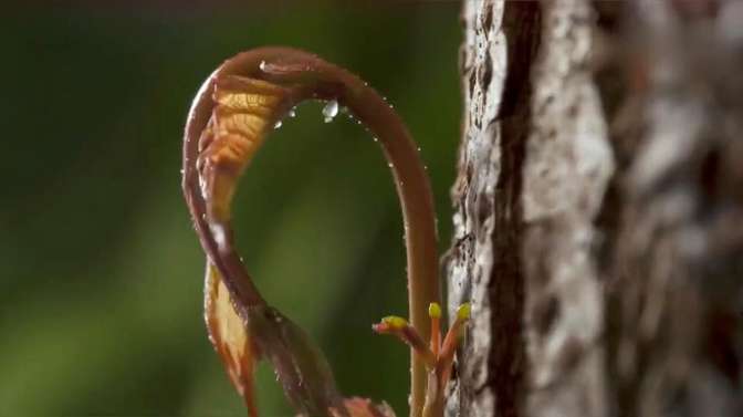 爬山虎的生长过程视频,延时镜头下的爬山虎,植物生长的独特魅力