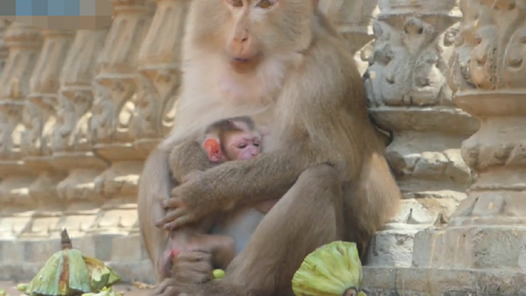 刚出生的小猴子非常饿,猪尾巴猴妈妈就是不让宝宝吃!