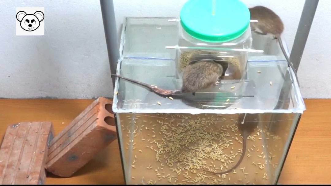 神奇捕鼠器:自制简易捕鼠器效果显著