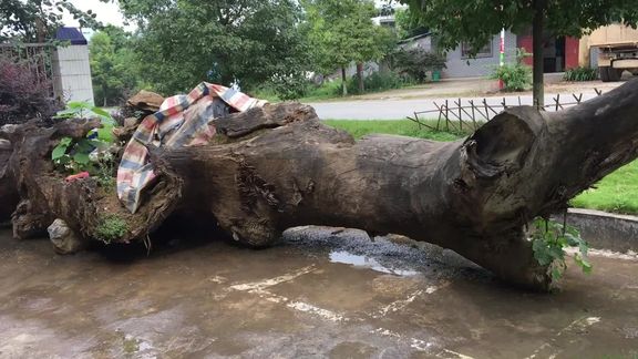 大家觉这颗死掉的香樟树可以拿来做点什么东西好呢?