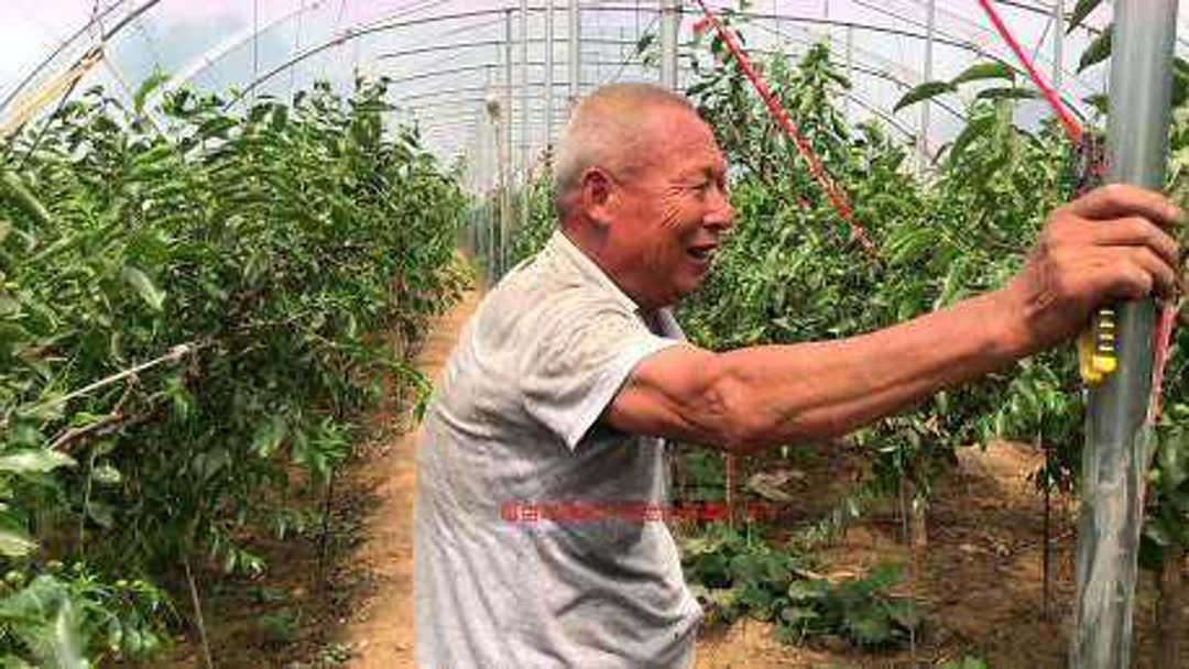 农村大爷种植新品枣树,每亩最少能挣20000块,咋会这么挣钱