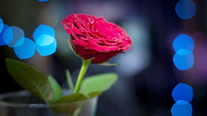 【英语微课堂】如何辨别香椿&臭椿、玫瑰&月季?