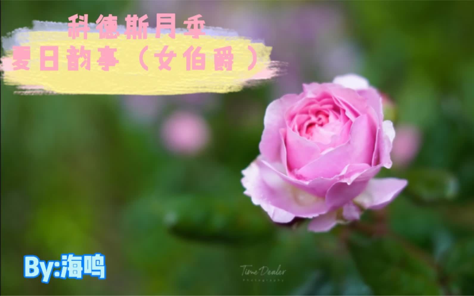 国内牙签错版天后--德国科德斯ADR月季品种夏日韵事(女伯爵)