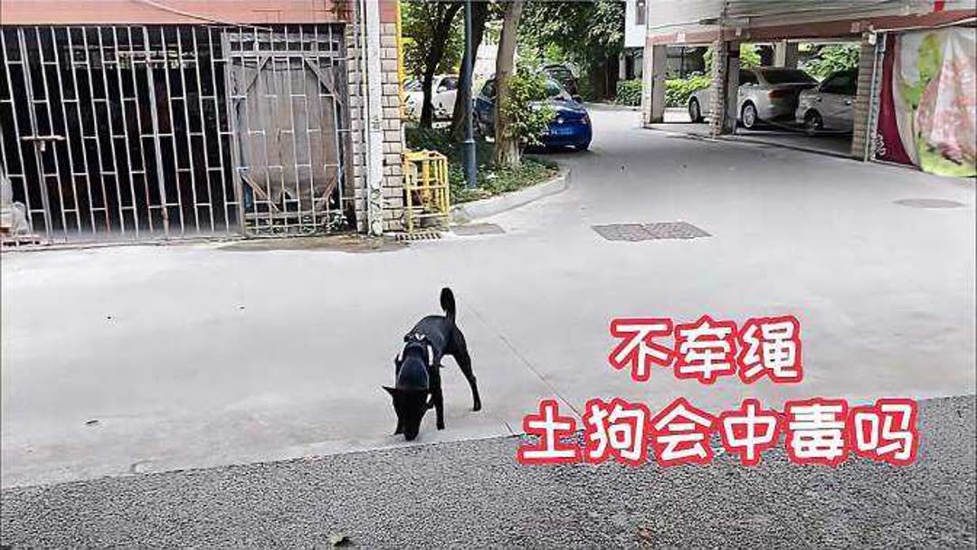 8条宠物狗遛弯后中毒死亡,狗主人崩溃大哭,对此你们怎么看