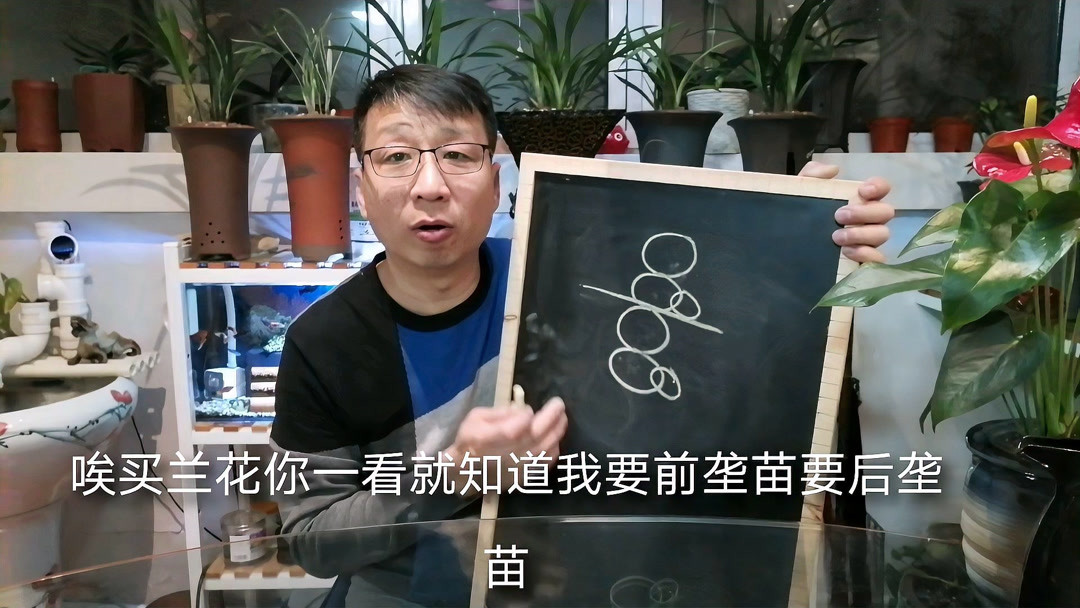 简单讲解兰花的结构